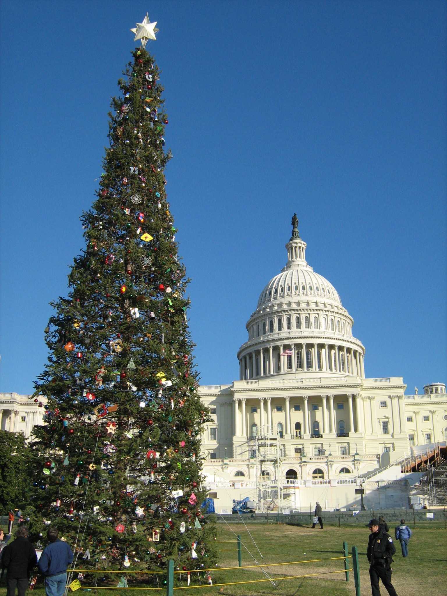 U.S. capitol Christmas trees harvested in Colorado - The Rocky Mountain ...