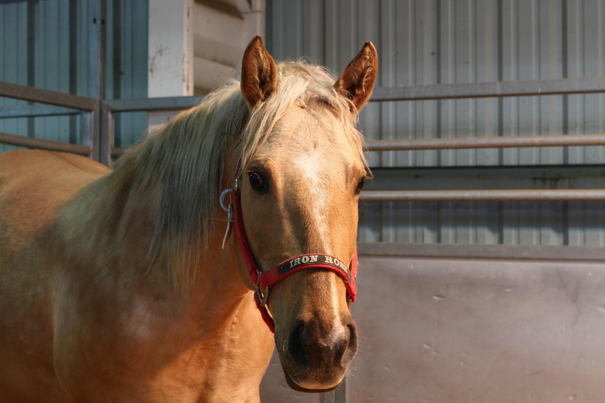 CSU's Legends of Ranching performance horse sale this Saturday - The ...