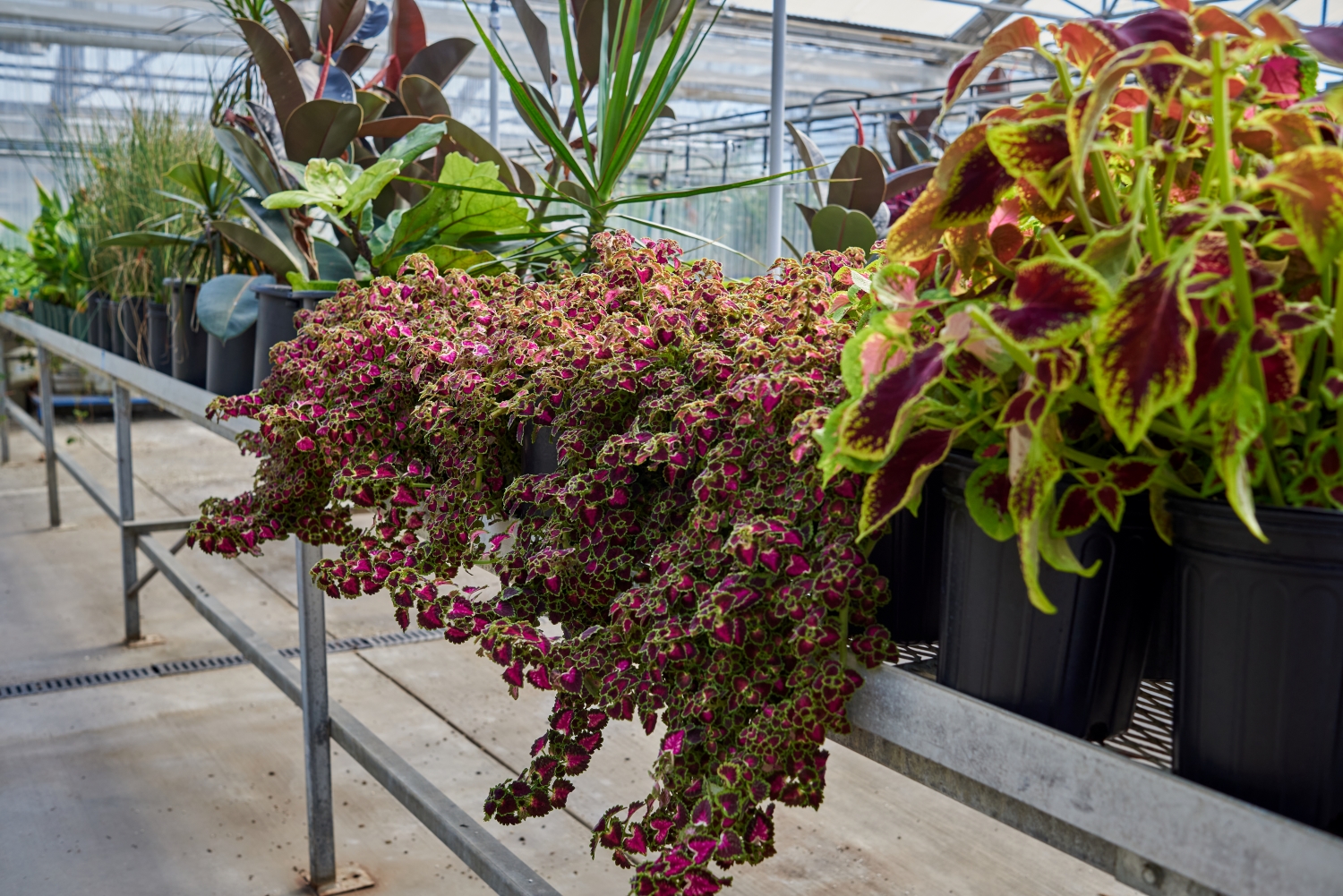 Small gardens; big impact: Bringing Landscape for Life to CSU - The ...