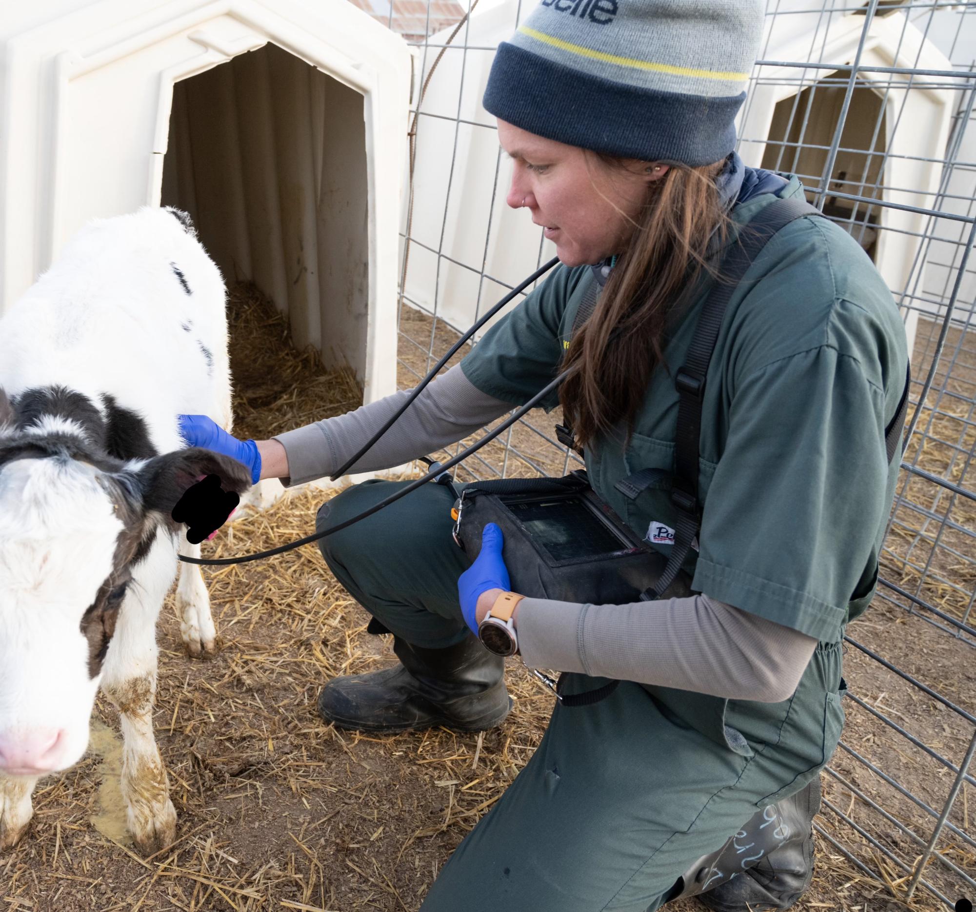 CSU livestock research lab tackles leading health concerns in cattle ...
