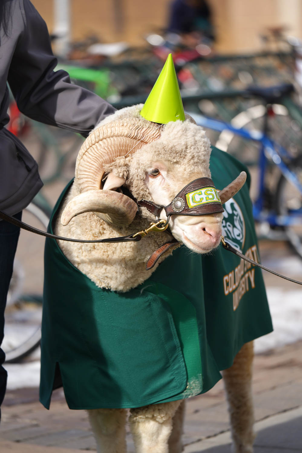 CAM the Ram handlers keep traditions alive alongside beloved mascot ...