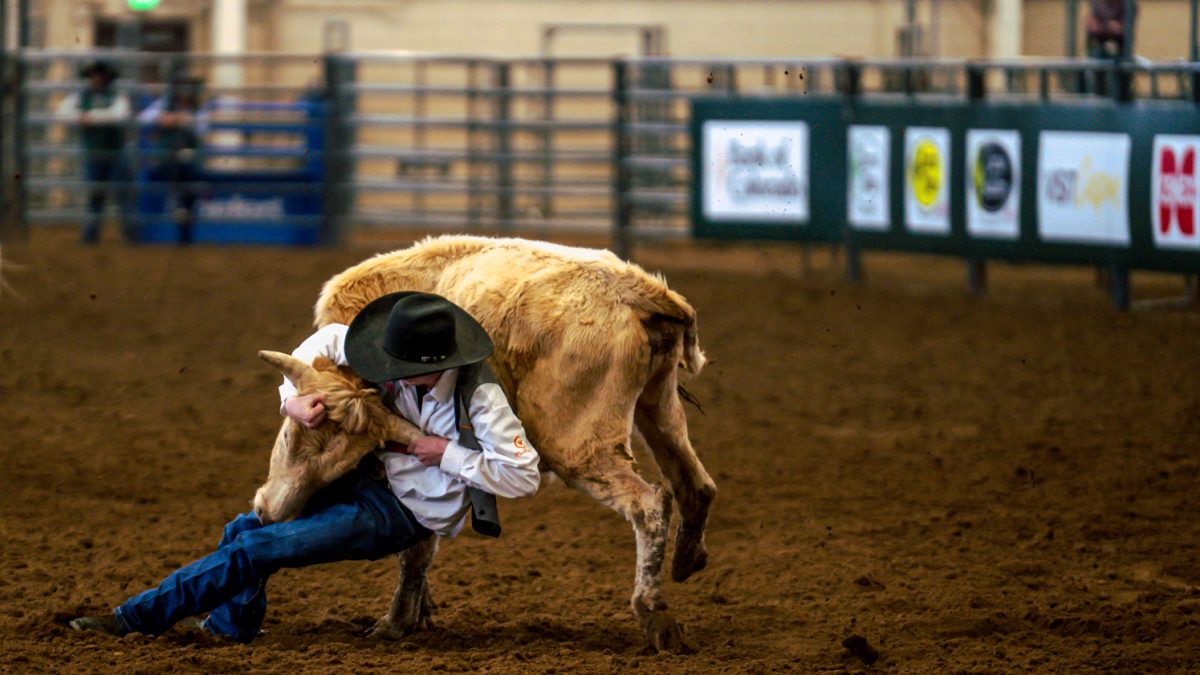 CSU rodeo facilitates connections between athletes, animals - The Rocky ...