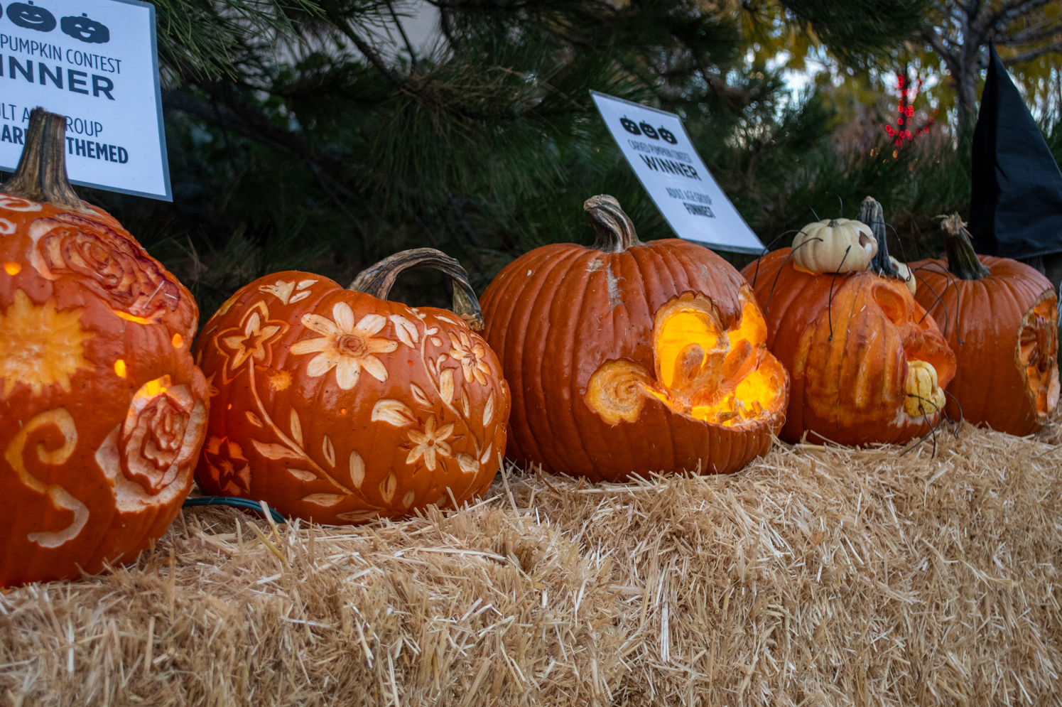Pumpkins on Parade brings spooky fun to Fort Collins - The Rocky ...